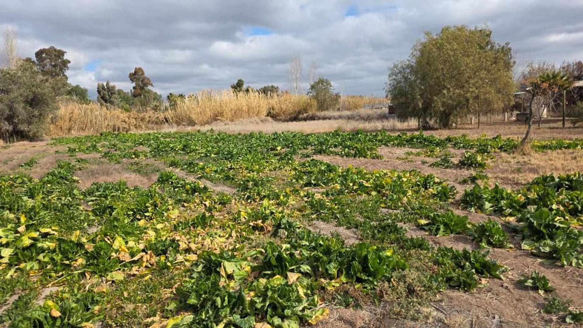 Terreno Venta, 1583m2, Buenos Aires 5600, Colonia Segovia | Argenprop